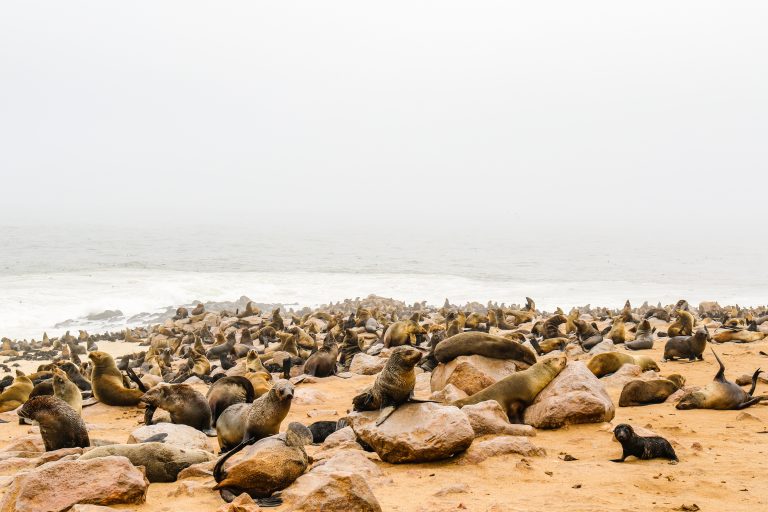 Destination Guide: Camping in Torra Bay (Namibia) – Jozi Food Whore